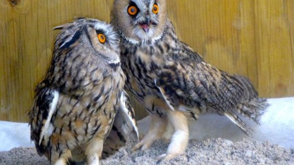 LASALLE Relâchés de petits rapaces diurnes et nocturnes chez des ...