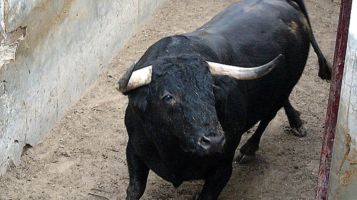 TAUROMACHIE Ce week-end à Alès, des guerriers pour croiser le fer avec ...